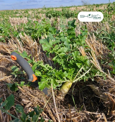 Покривни култури за устойчив сеитбооборот | Shop PRZ - Новини